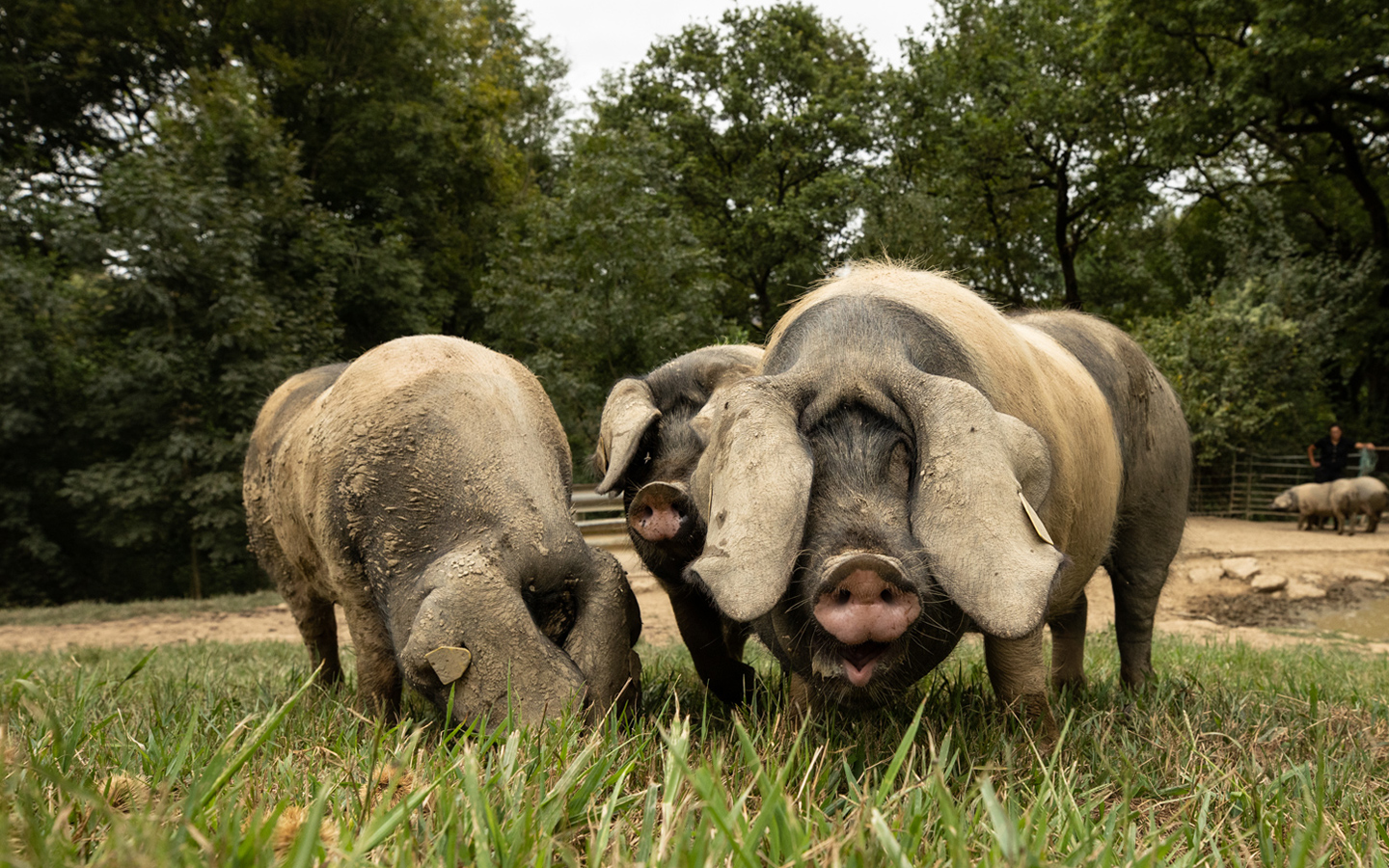 Ferme Arrokain MUSCULDY | Les Pyrenées