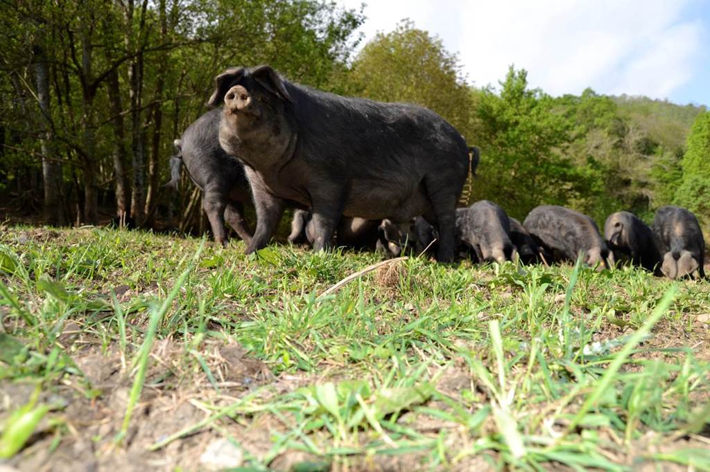 La forêt aux cochons LES CABANNES | Les Pyrenées